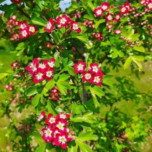 Midland Hawthorn (Crataegus laevigata Crimson Cloud™) - Garden.org