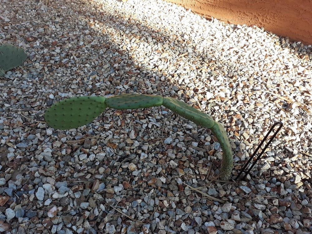 Leaning Tower of Cacti in the Cactus and Succulents forum - Garden.org