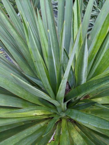 Yucca bugs. Everywhere. Help? in the Pests and Diseases forum - Garden.org