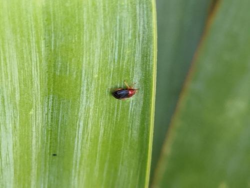 Yucca bugs. Everywhere. Help? in the Pests and Diseases forum - Garden.org