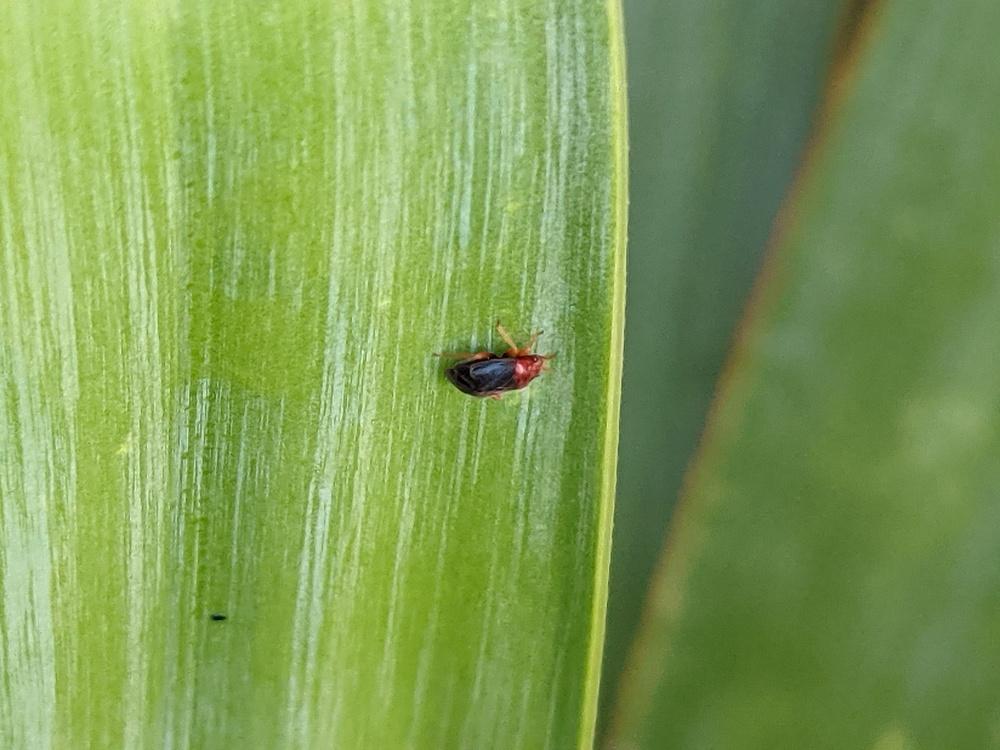 Yucca bugs. Everywhere. Help? in the Pests and Diseases forum - Garden.org