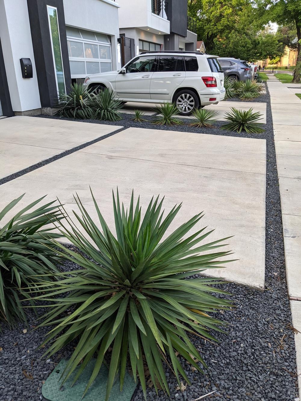 Yucca bugs. Everywhere. Help? in the Pests and Diseases forum - Garden.org