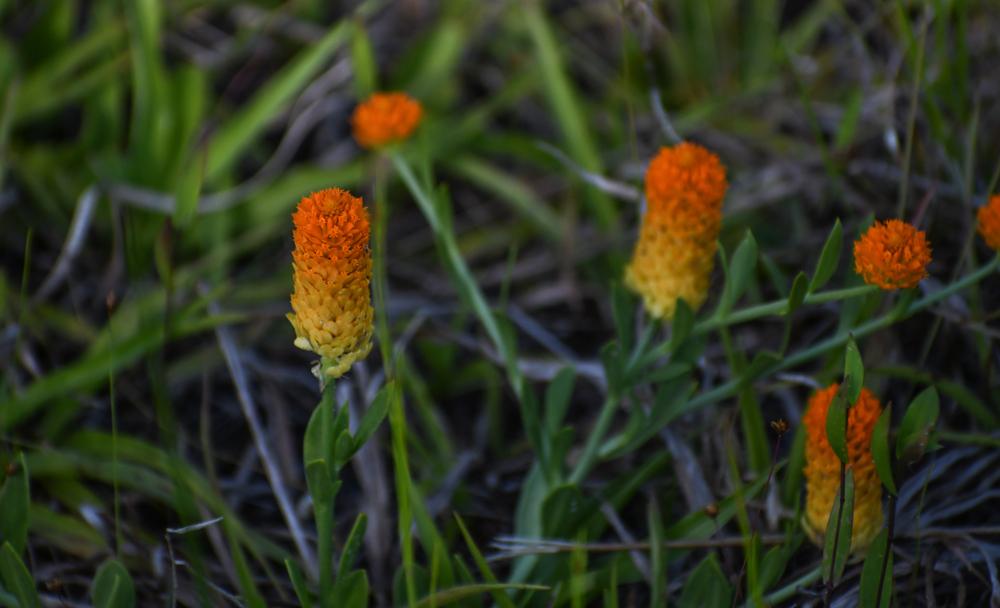 Bog Cheetos (Polygala lutea) - Garden.org