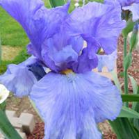 Tall Bearded Iris (Iris 'Missouri Mist') in the Irises Database ...
