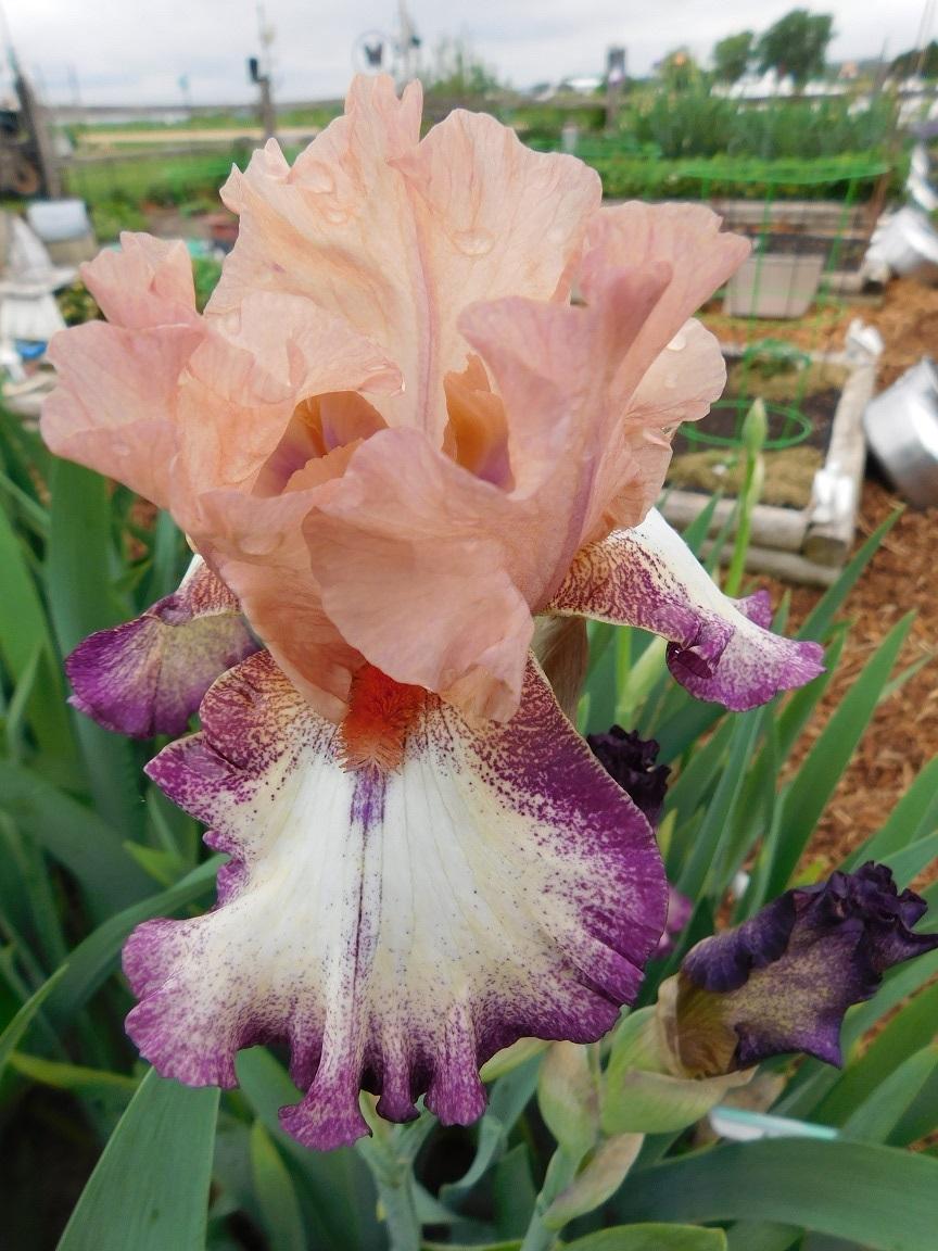 Tall Bearded Iris (Iris 'Morning Mood') in the Irises Database - Garden.org