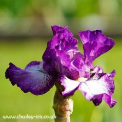 Tall Bearded Iris (Iris 'Berry Ripple') in the Irises Database - Garden.org