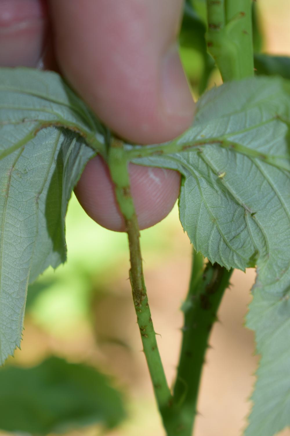 Help Identifying Raspberry Pest/Disease in the Vegetables and Fruit ...
