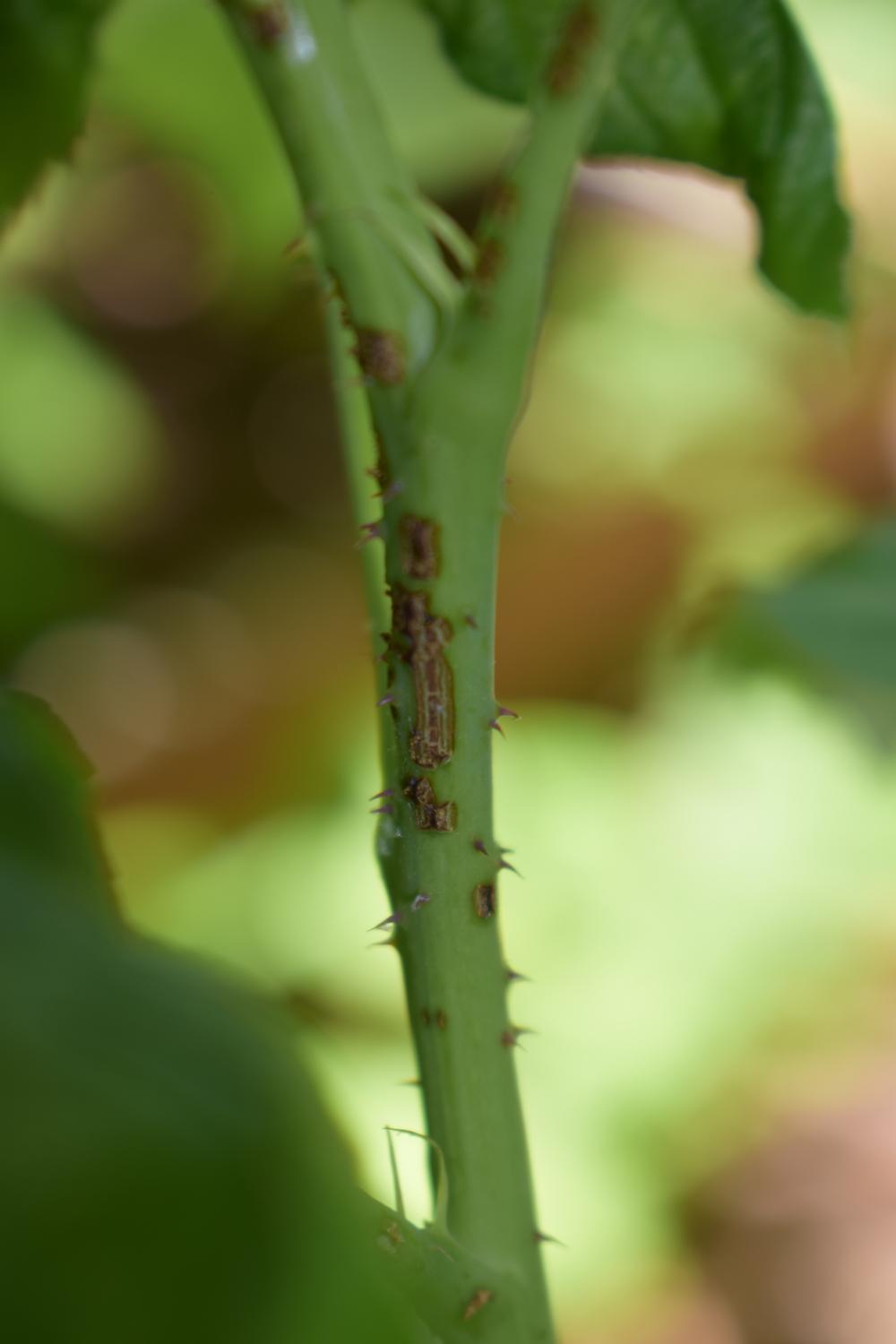 Help Identifying Raspberry Pest/Disease in the Vegetables and Fruit ...