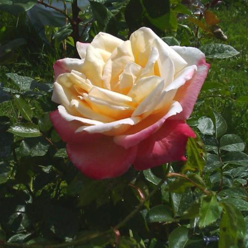 Rose (Rosa 'Laetitia Casta') in the Roses Database - Garden.org