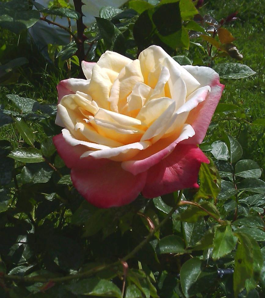 Rose (Rosa 'Laetitia Casta') in the Roses Database - Garden.org