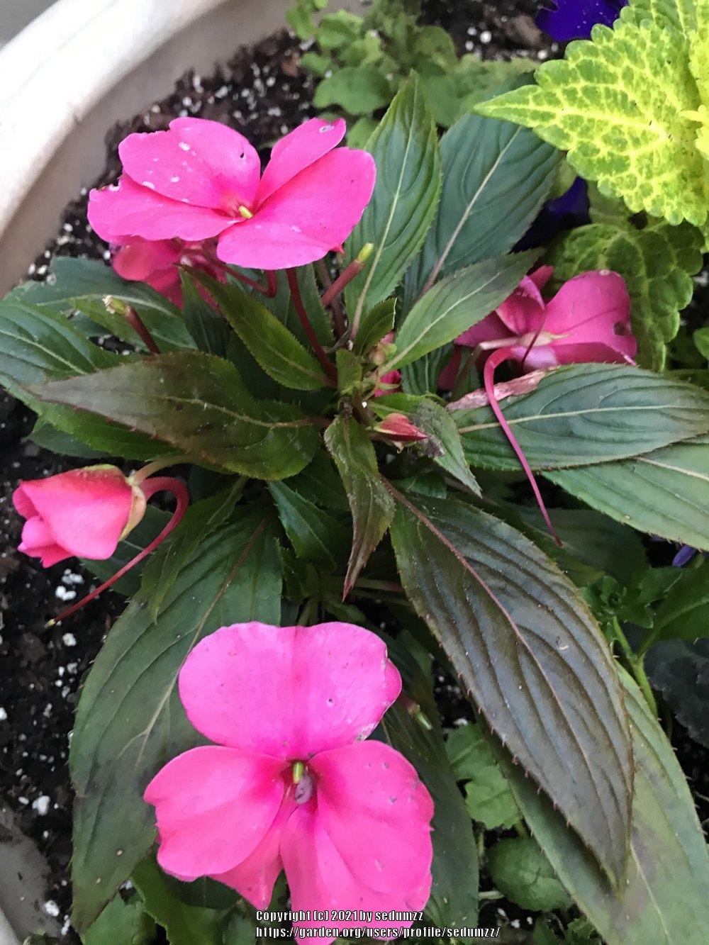 Photo of the entire plant of Impatiens SunPatiens® Compact Royal ...