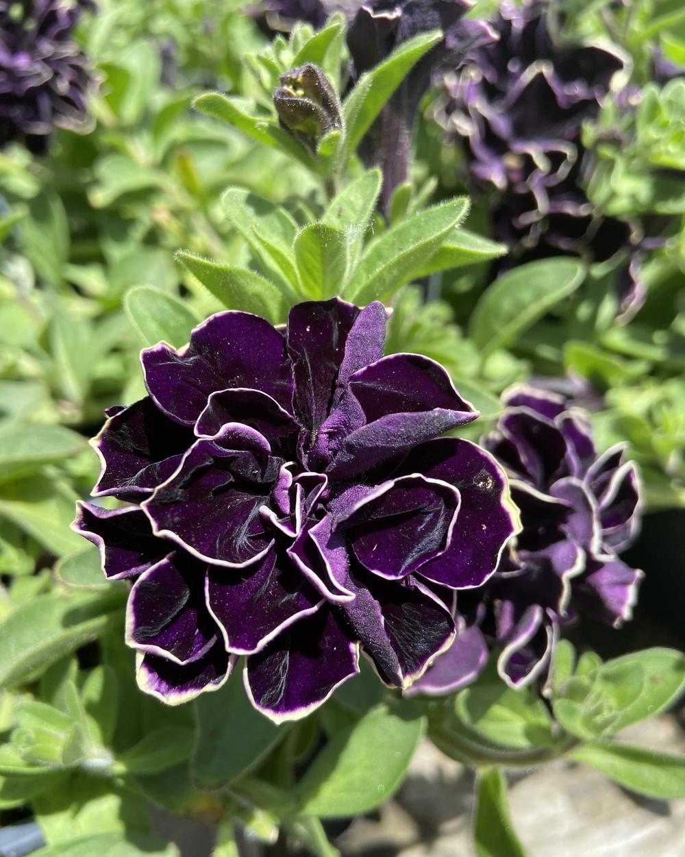 Photo of the bloom of Petunia Midnight Gold posted by Calif_Sue ...