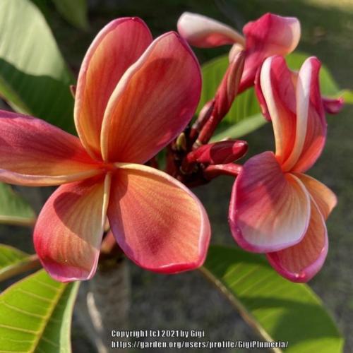 Plumeria (Plumeria rubra 'Giant Aussie Sunburst') in the Plumerias ...