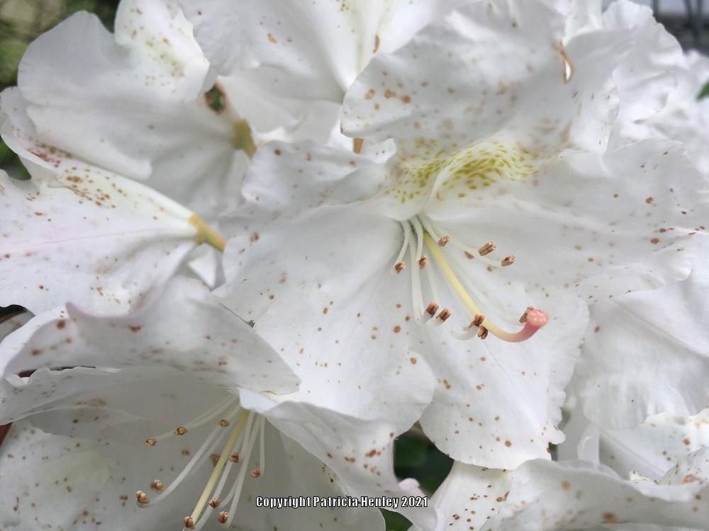 Rhododendron (Rhododendron yakushimanum 'Ken Janeck') in the ...
