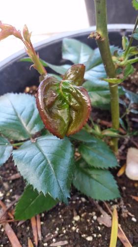 I need advice please! New growth is curling and deformed in the Roses ...