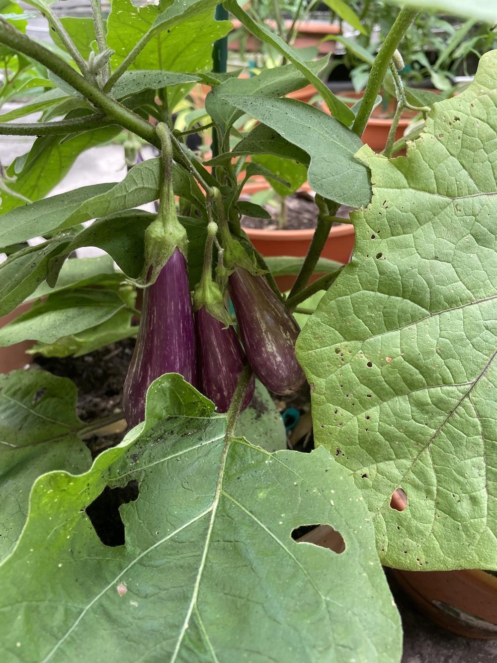 Viewing post #2516000 by Willinator - Garden.org