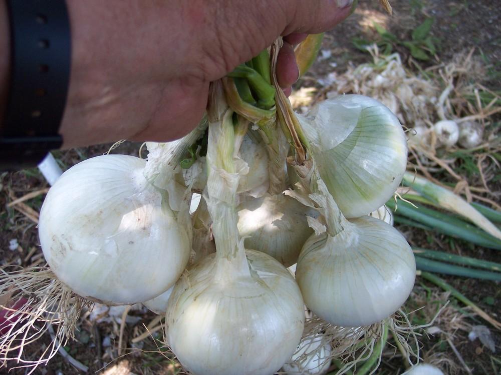 Onion (Allium cepa 'White Phantom') in the Onions Database - Garden.org