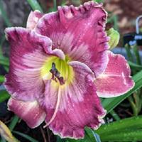 Photo of the bloom of Daylily (Hemerocallis 'Vanishing Mist') posted by ...