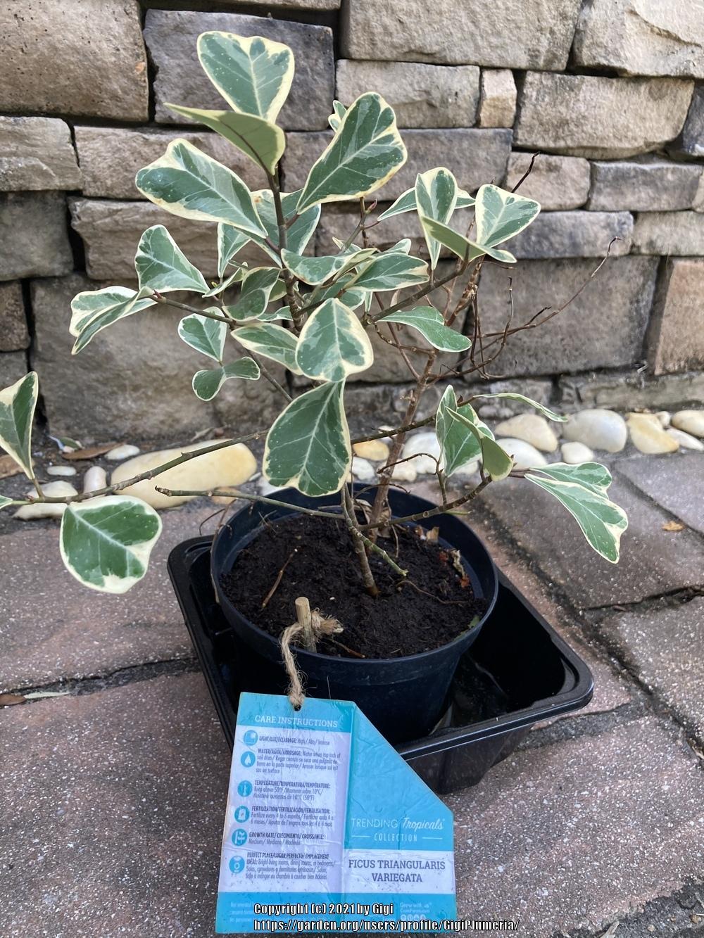 My $1 rescue in Photo of Natal Fig (Ficus natalensis subsp. leprieurii ...