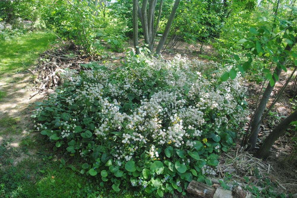 Photo of the seed pods or heads of Golden Ragwort (Packera aurea ...