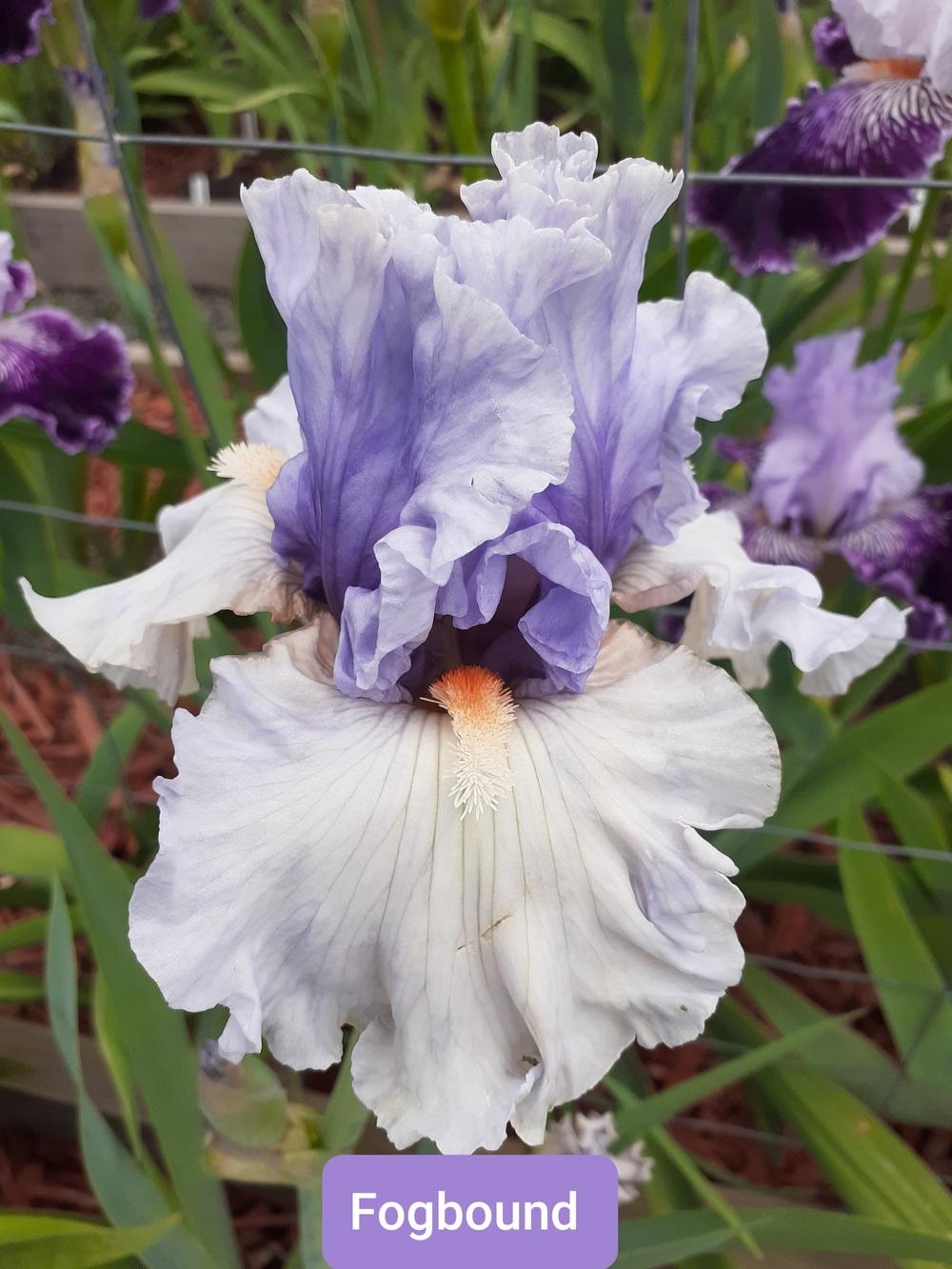 Photo of the bloom of Tall Bearded Iris (Iris 'Fogbound') posted by PaulaHocking - Garden.org