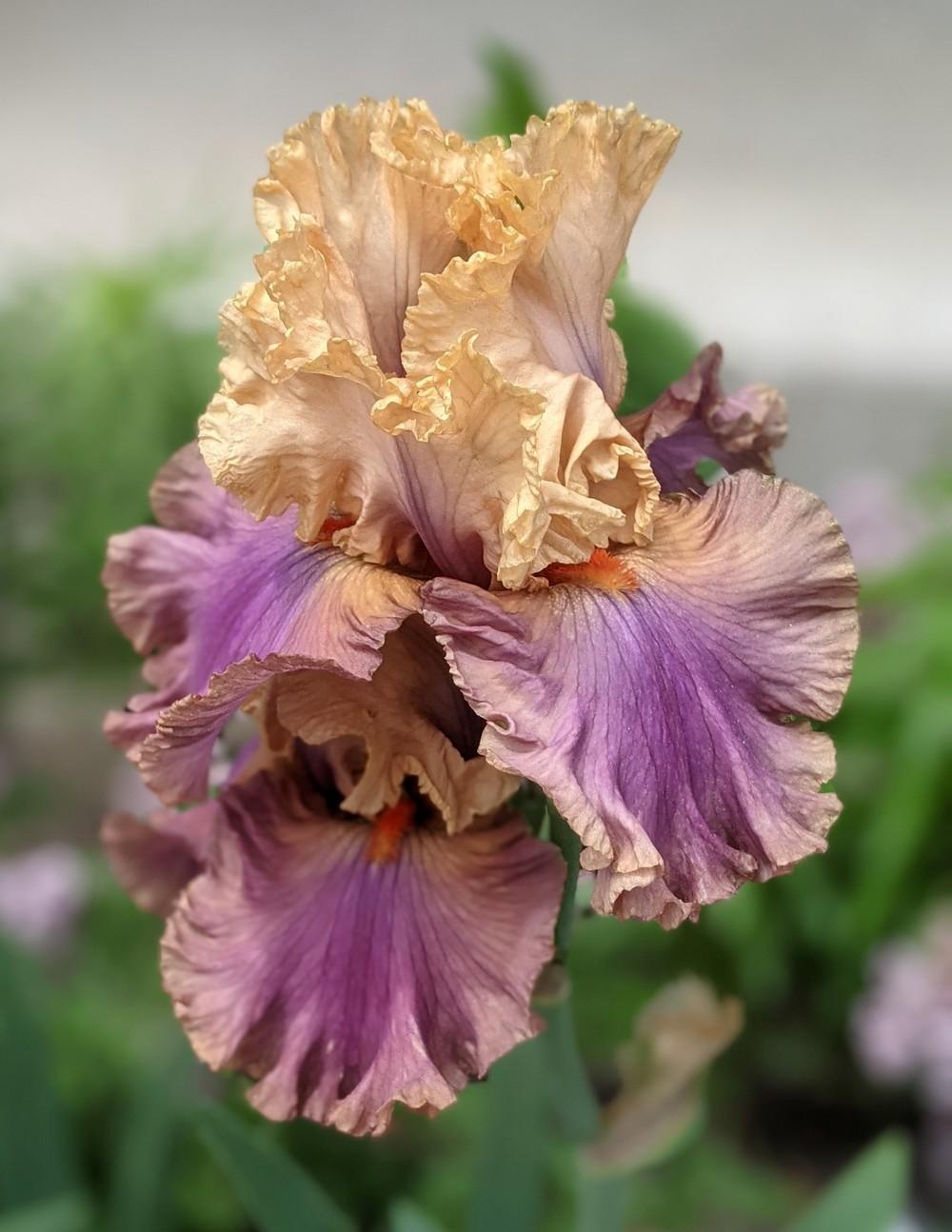 Photo of the bloom of Tall Bearded Iris (Iris 'Air of Mystery') posted ...