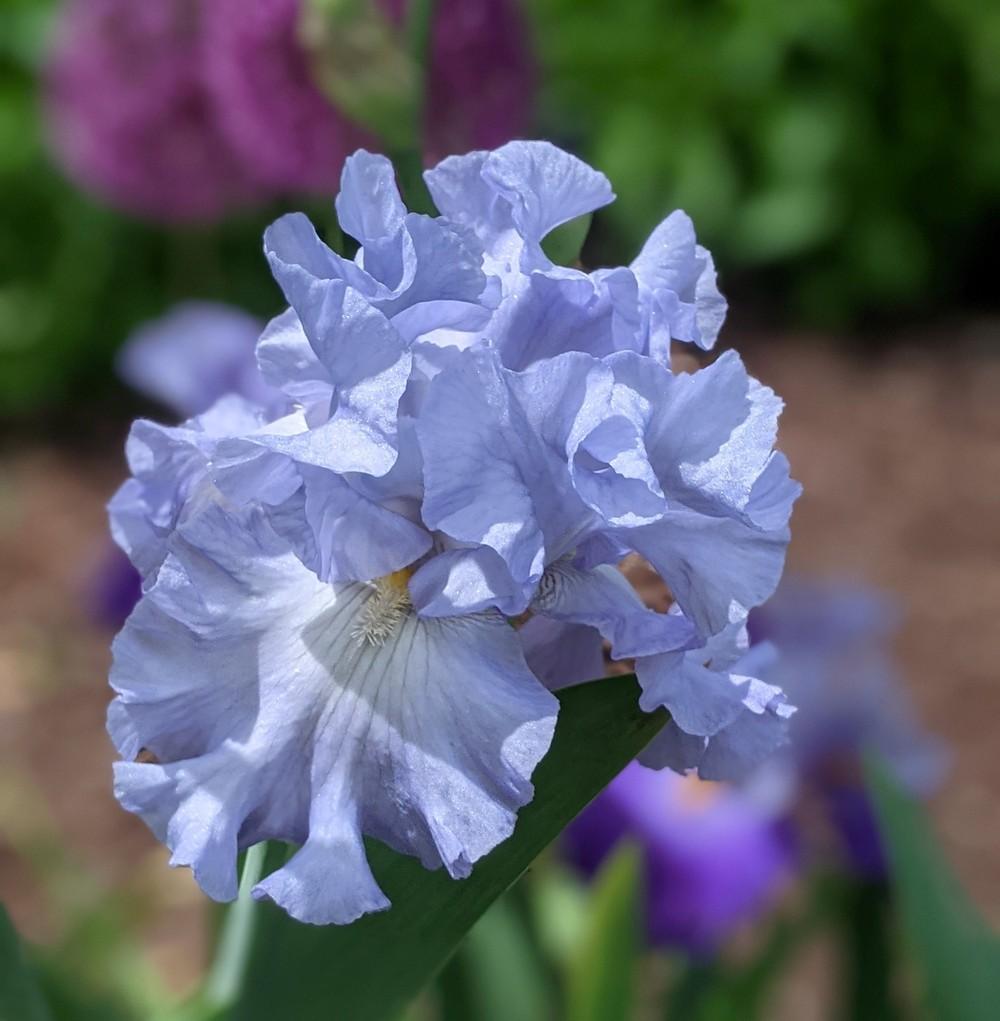 Photo of the bloom of Tall Bearded Iris (Iris 'Absolute Treasure ...