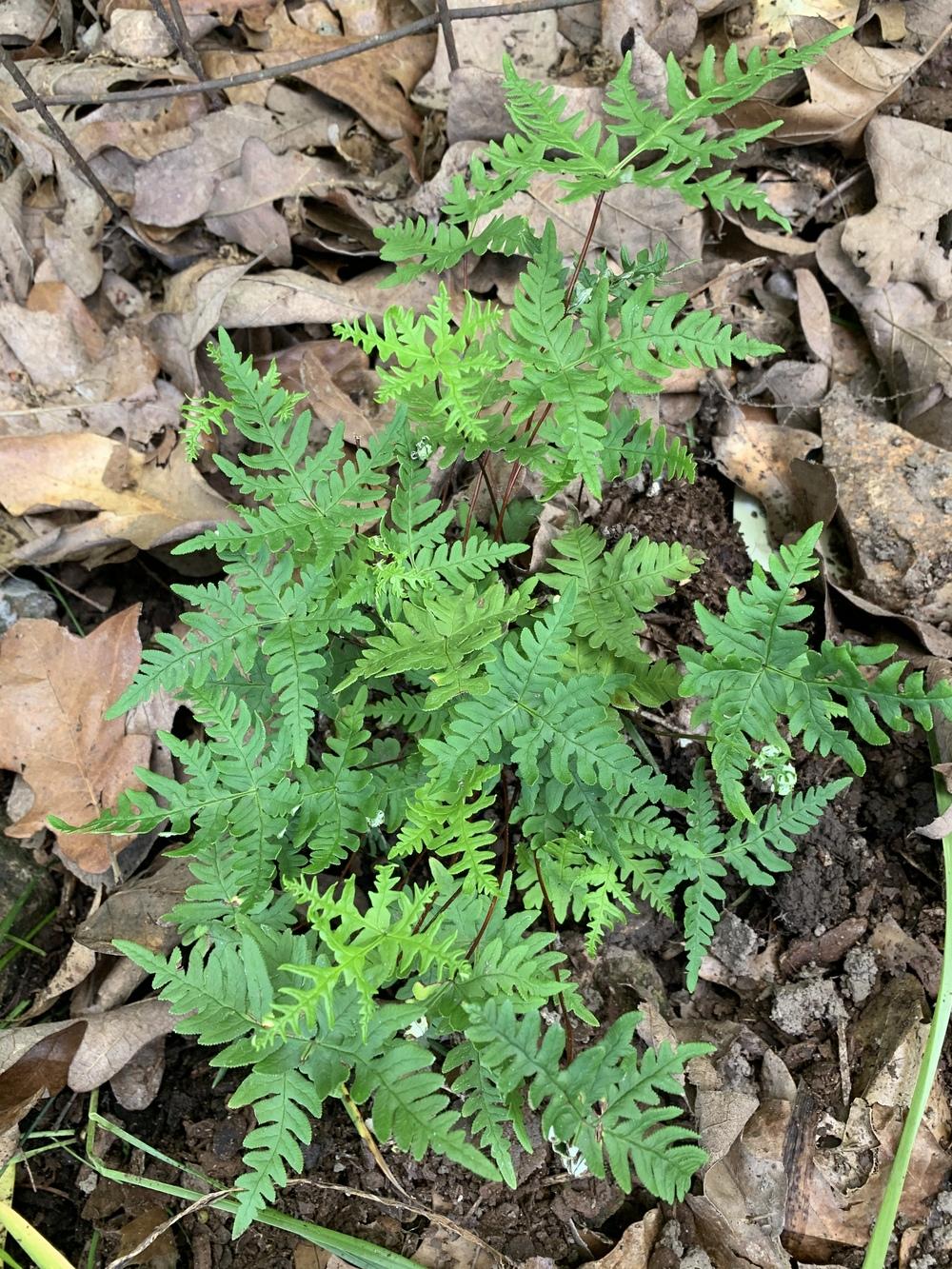 Silver Cloak Fern (Aleuritopteris argentea) - Garden.org