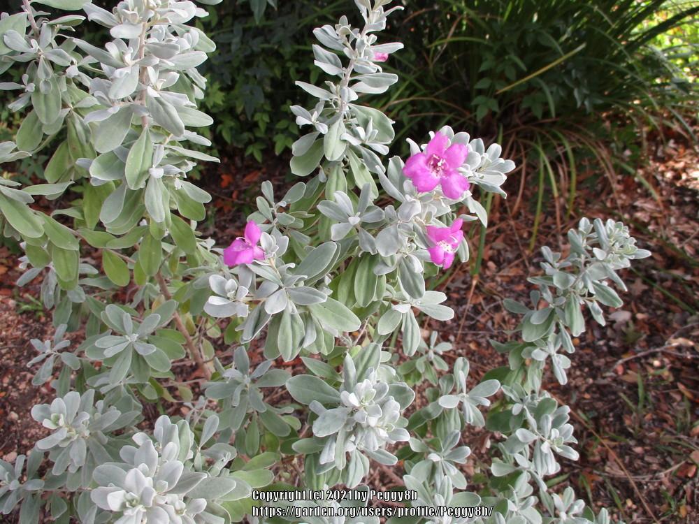 Texas "Silverado" Sage Prune? in the Ask a Question forum - Garden.org