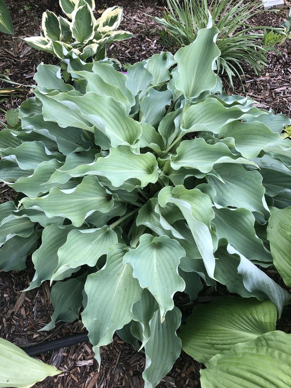 Hosta Shadowland® Waterslide in the Hostas Database - Garden.org