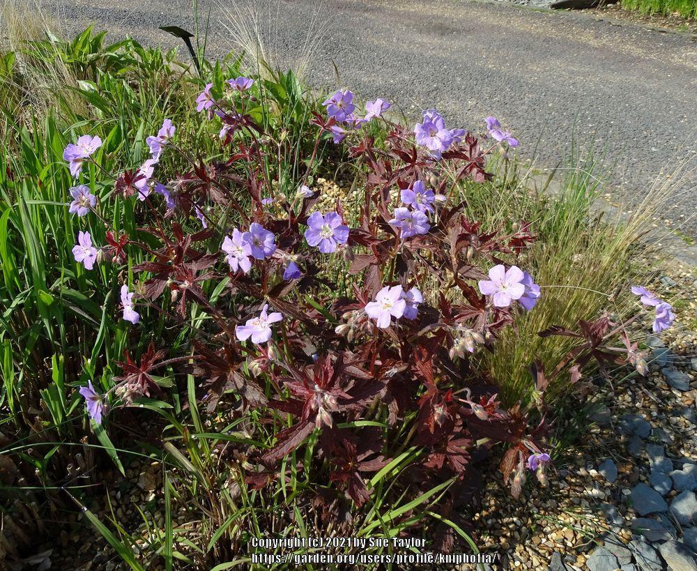 Wild Geranium (Geranium maculatum 'Elizabeth Ann') in the Geraniums ...