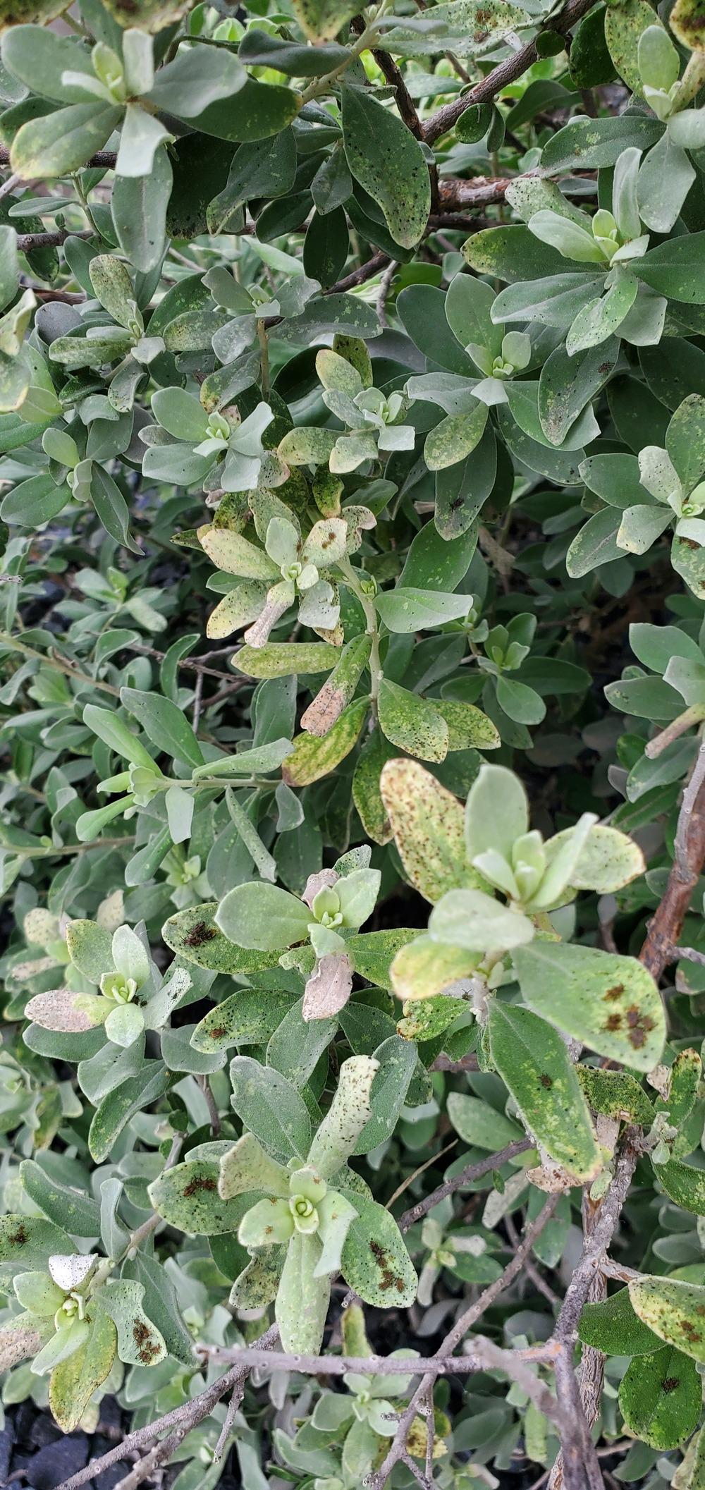 Texas "Silverado" Sage Prune? in the Ask a Question forum - Garden.org