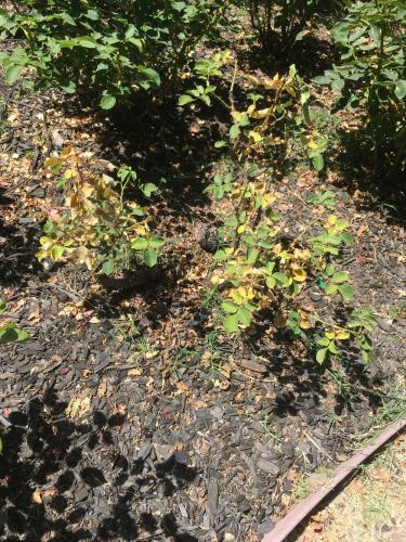 Overwatered rose? in the Roses forum - Garden.org