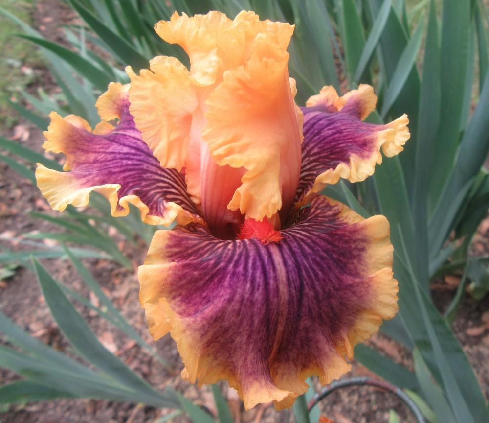 Photo of the bloom of Tall Bearded Iris (Iris 'Outside the Lines ...