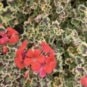 Photo of the entire plant of Zonal Geranium (Pelargonium x hortorum ...