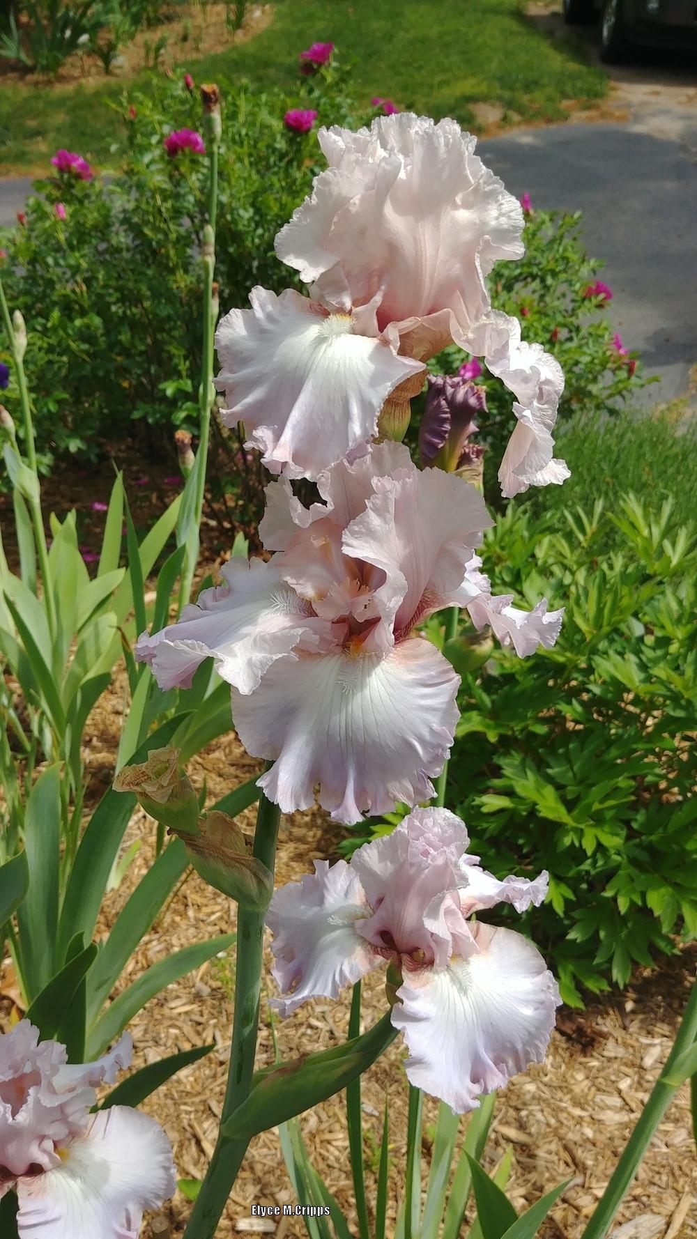 Photo of the bloom of Tall Bearded Iris (Iris 'Mountain Laurel') posted by ElyceC - Garden.org
