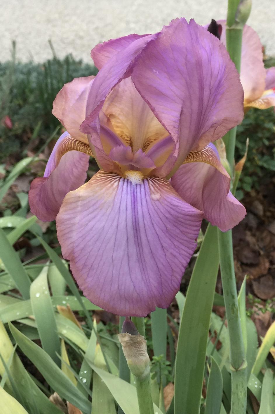 Photo of the bloom of Tall Bearded Iris (Iris 'China Maid') posted by ...