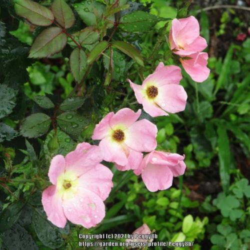 Rose (Rosa 'Rainbow Knock Out') in the Roses Database - Garden.org