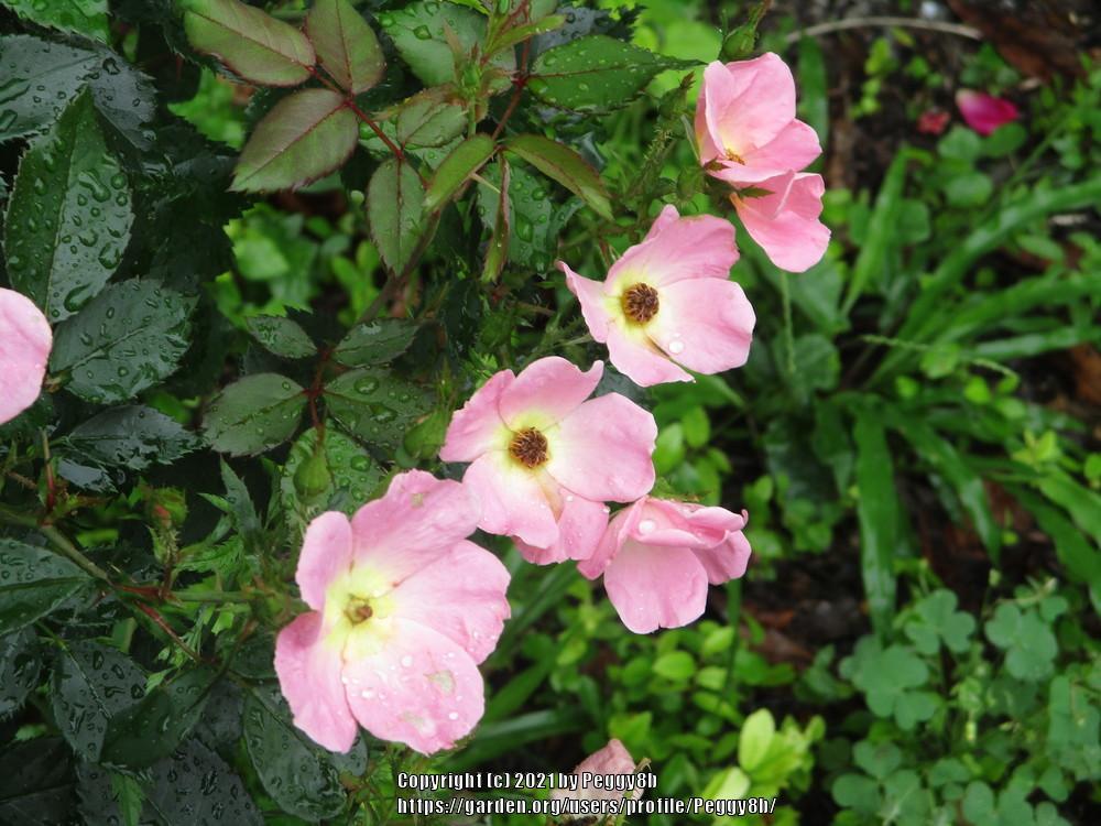 Rose (Rosa 'Rainbow Knock Out') in the Roses Database - Garden.org