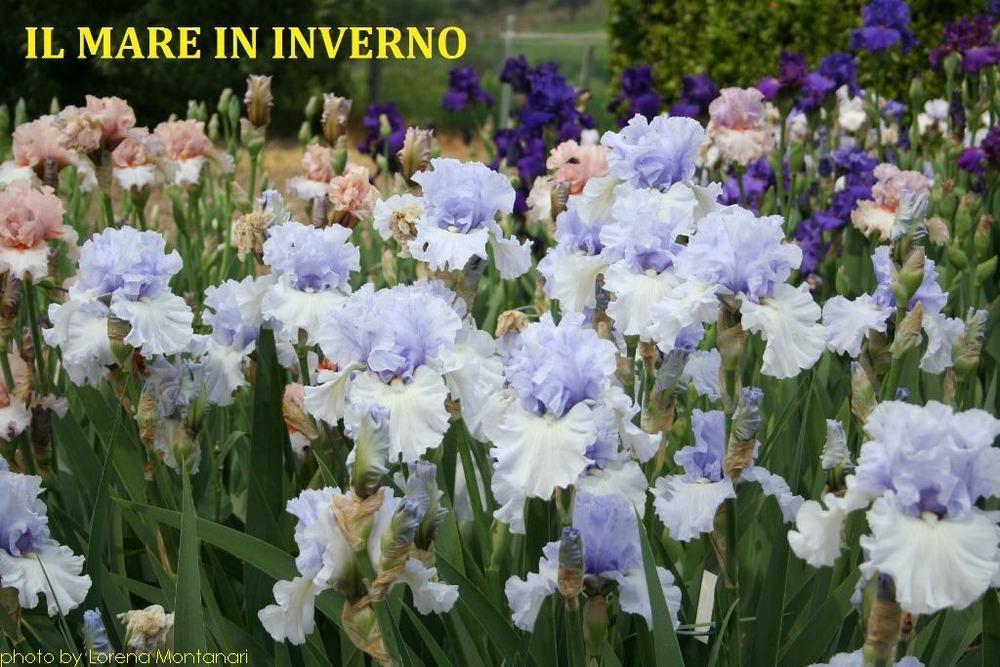 Tall Bearded Iris (Iris 'Il Mare in Inverno') in the Irises Database ...