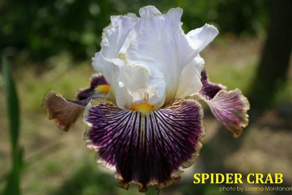 Tall Bearded Iris (Iris 'Spider Crab') in the Irises Database - Garden.org