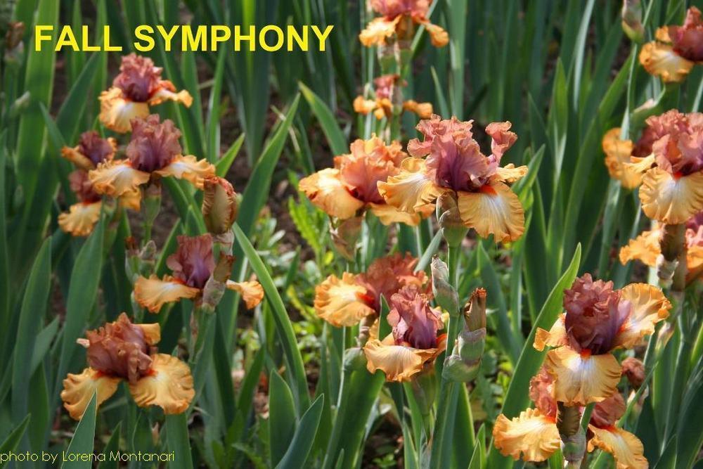 Tall Bearded Iris (Iris 'Fall Symphony') in the Irises Database ...