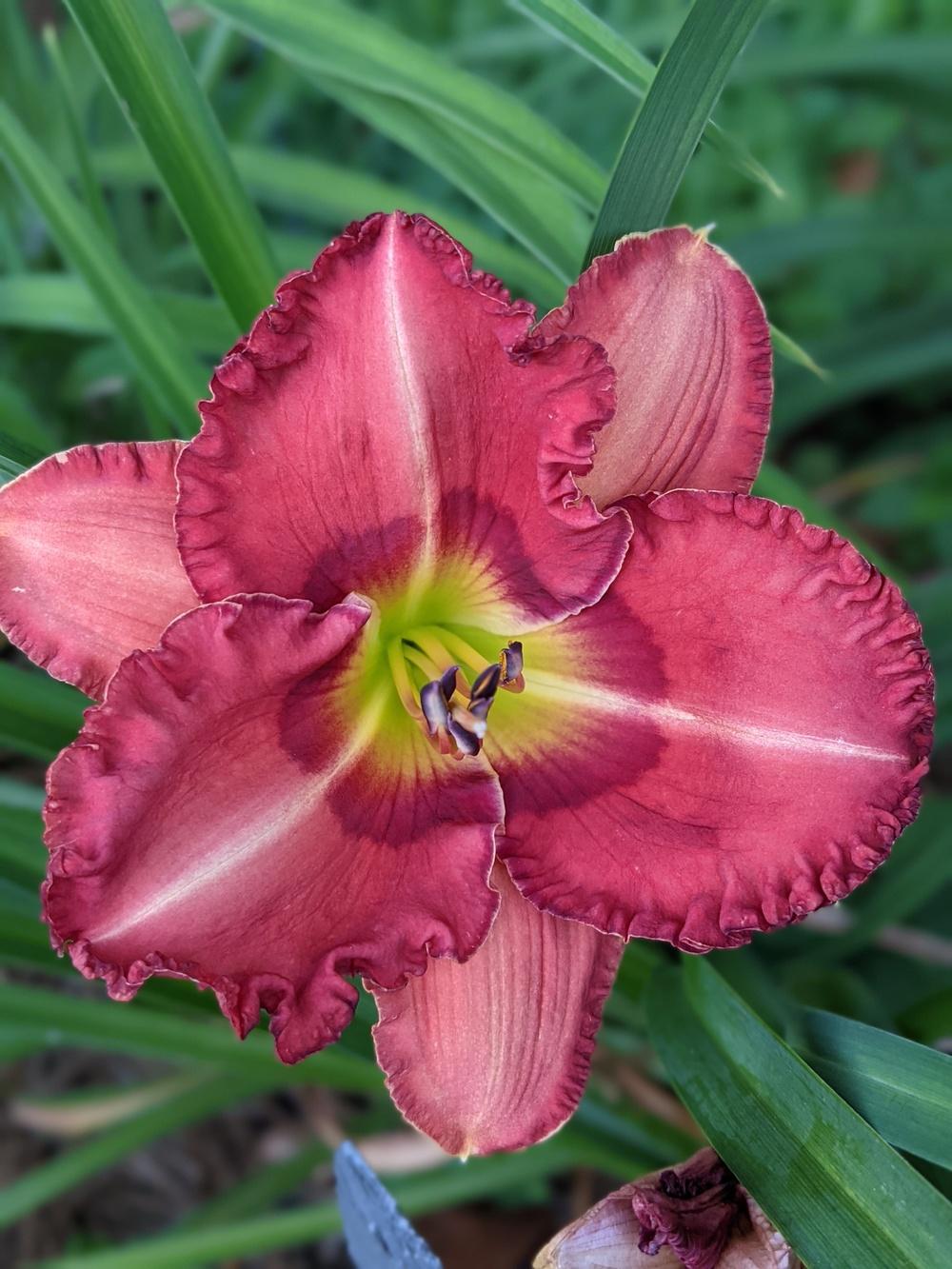 Daylily (Hemerocallis 'Creole Moon') in the Daylilies Database - Garden.org