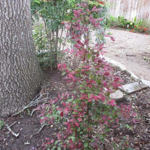 Loropetalum chinense var. rubrum Plum Delight® - Garden.org
