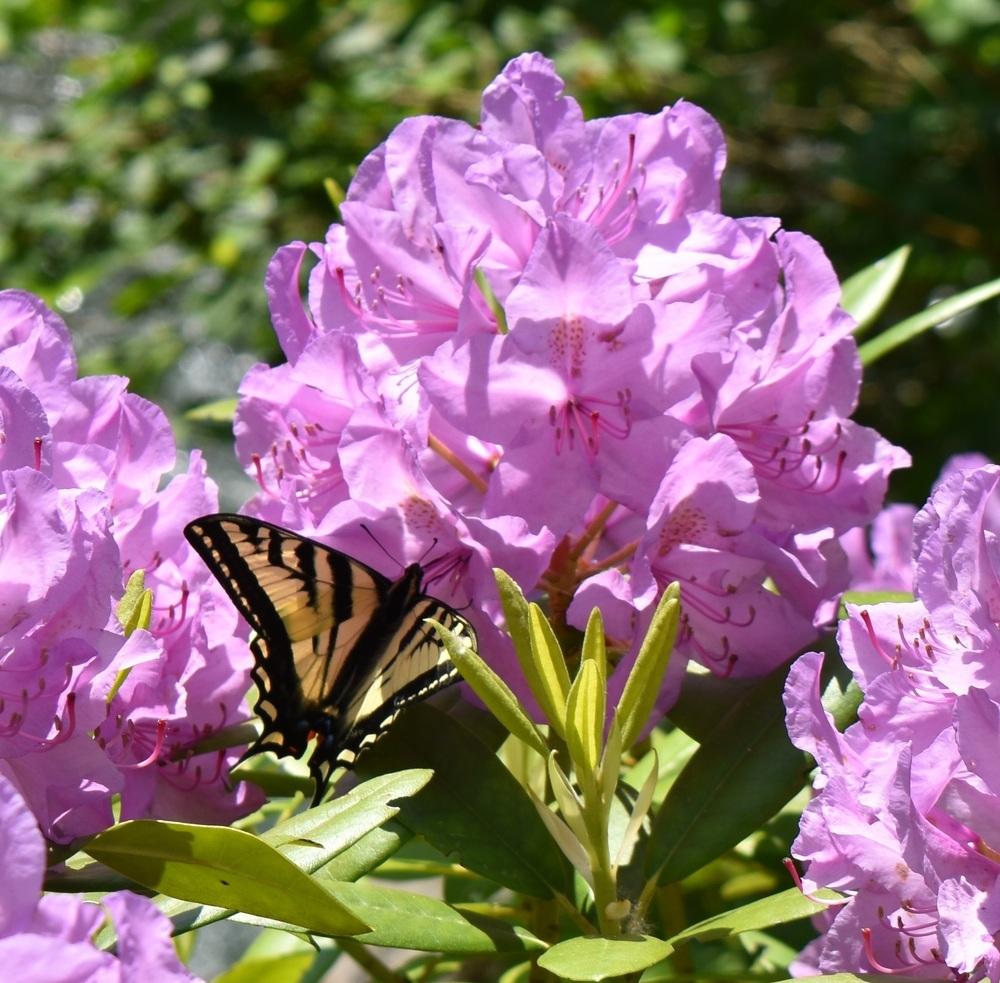 Catawba Rhododendron (Rhododendron 'Catawbiense Boursault') in the ...