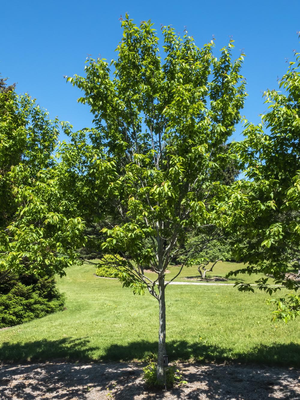 Photo of the entire plant of American Hornbeam (Carpinus caroliniana ...