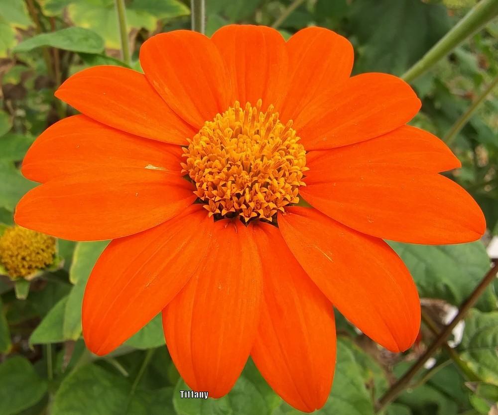 Tithonia species? in the Plant ID forum - Garden.org
