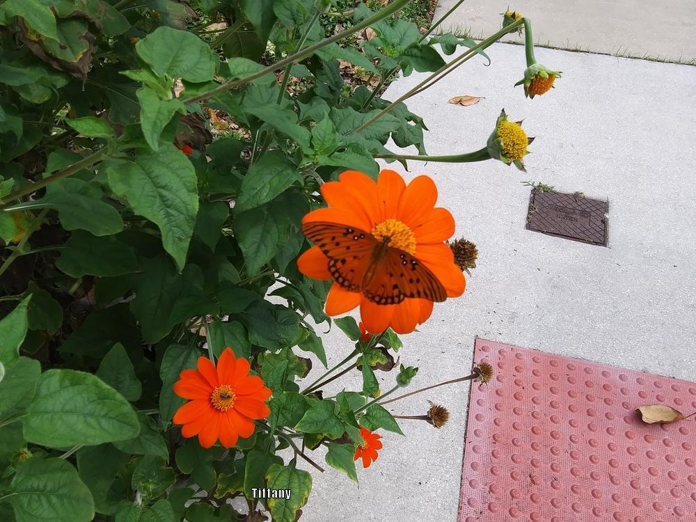Tithonia species? in the Plant ID forum - Garden.org