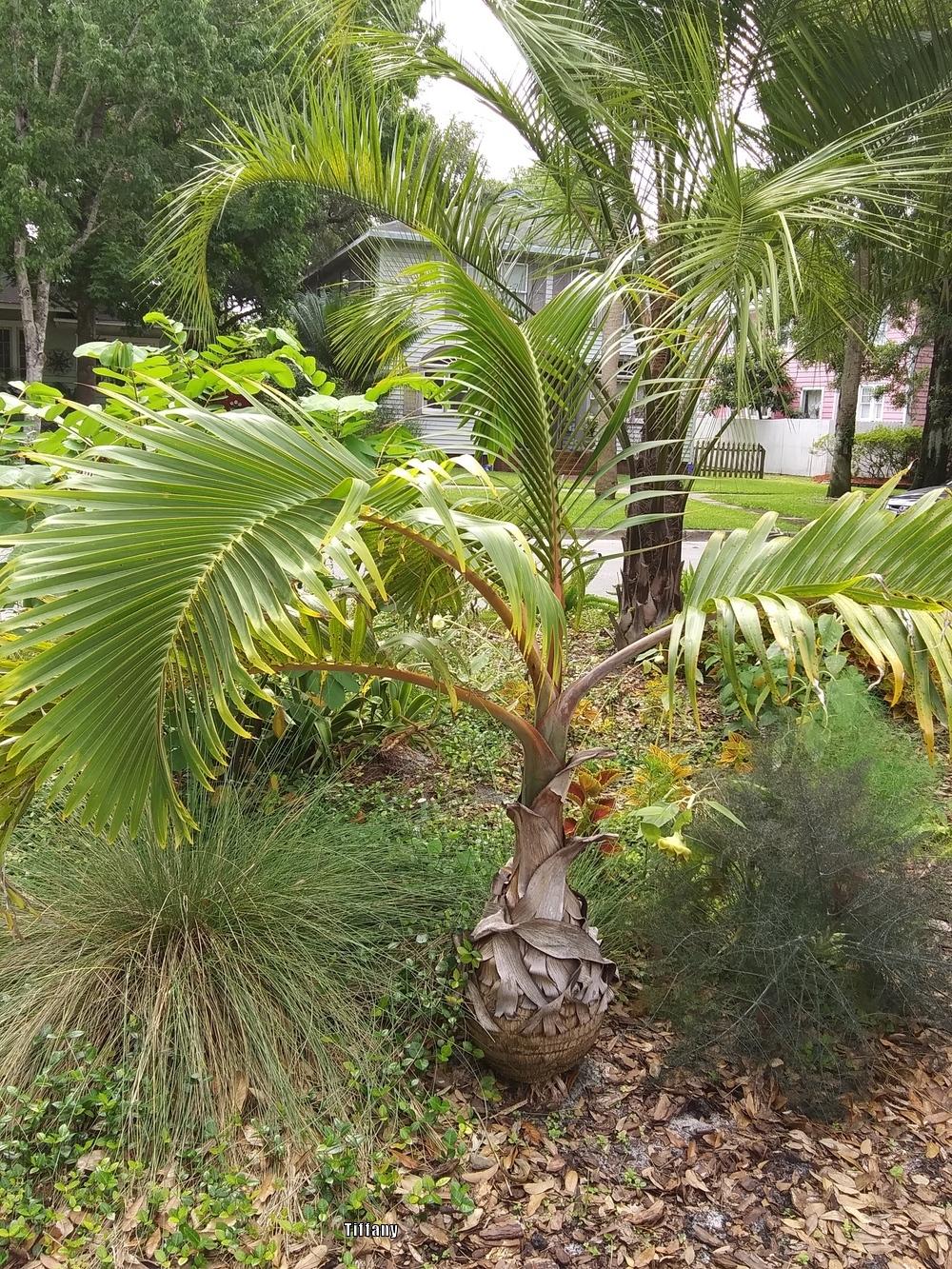 Unusual palm with bulbous base in the Plant ID forum - Garden.org