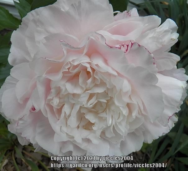 Photo of the bloom of Chinese Peony (Paeonia lactiflora 'Nick Shaylor ...